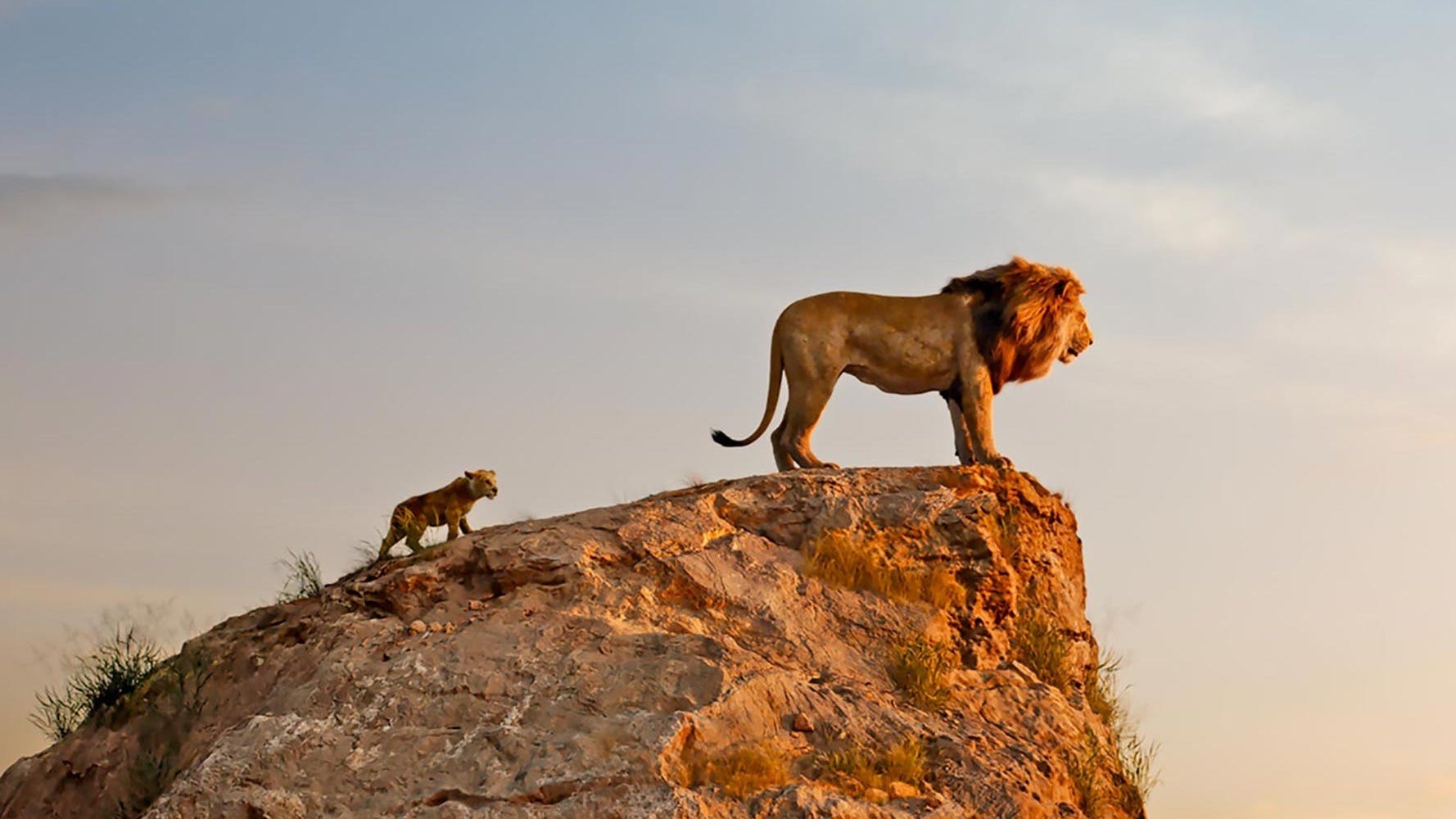the-lion-king-2019-movie Cropped - ICON